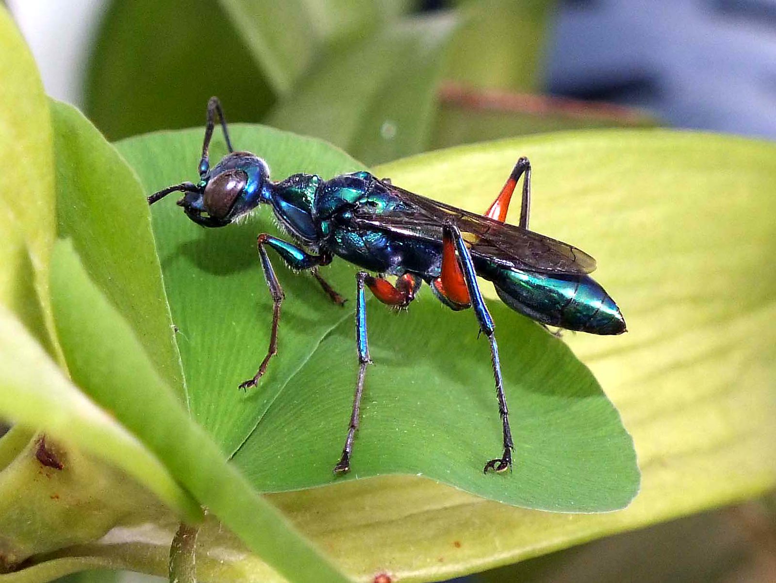 A Ampulex compressa , conhecida como vespa-joia ou vespa-esmeralda ...